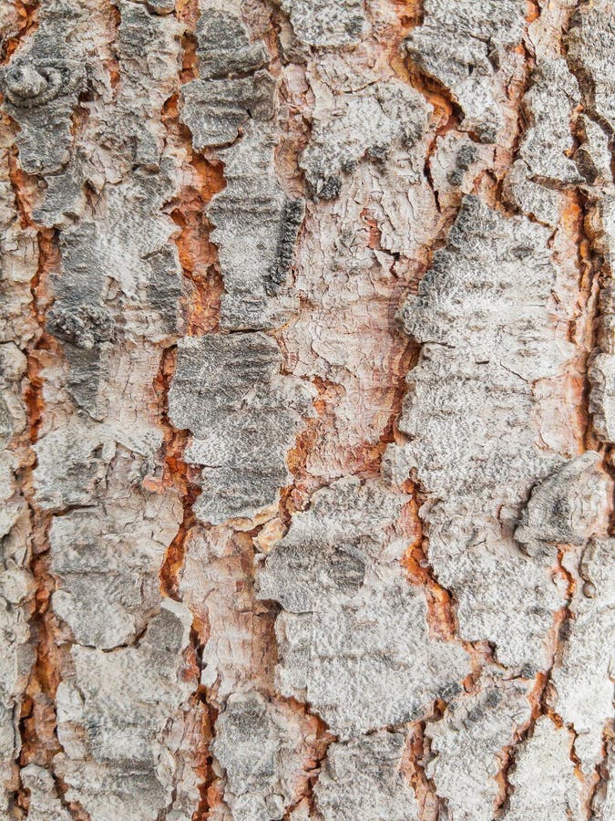 Closeup Full Frame Tree Bark Texture Stock Photo - Image of plank ...