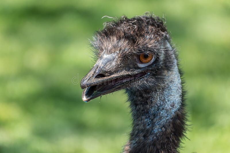 Closeup of a Funny Looking Emu Stock Image - Image of native, animal ...