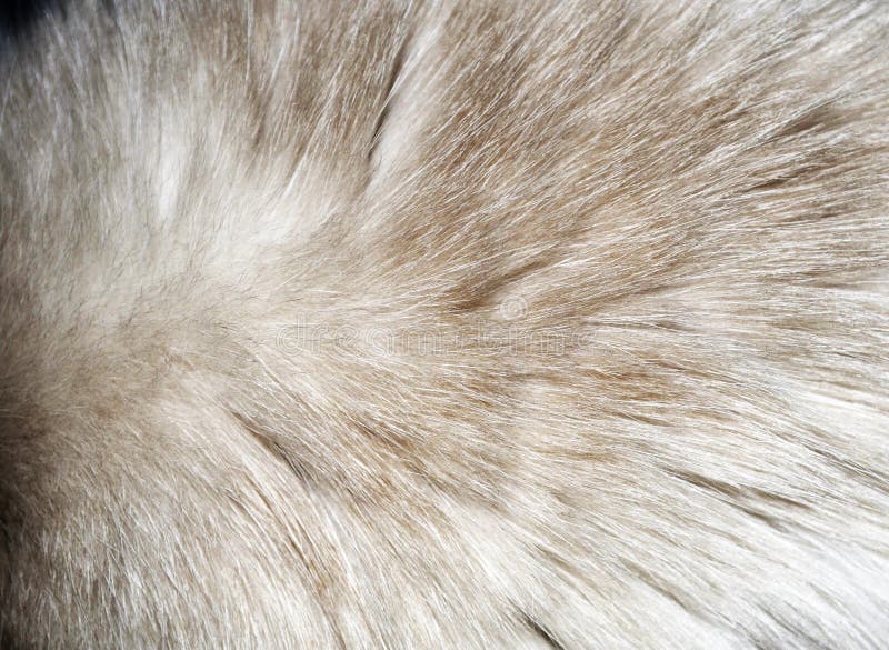 Closeup of a Fur Texture from Cat`s Back Stock Image - Image of coffee ...