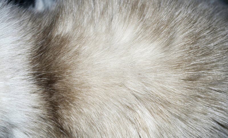 Closeup of a Fur Texture from Cat`s Torso Stock Photo - Image of color ...