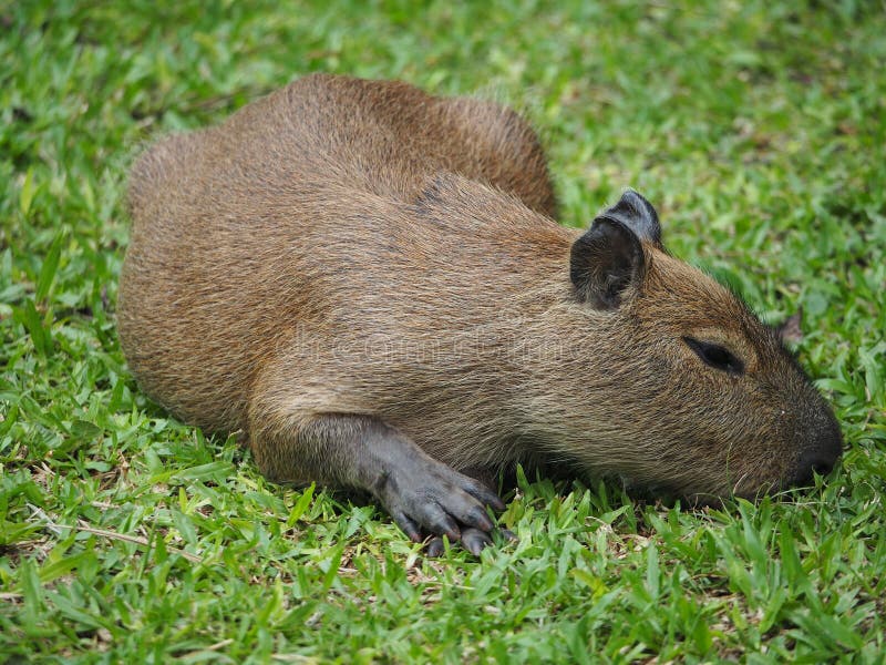 Closeup of a Furry Capybara Laying in the Field Stock Photo - Image of ...