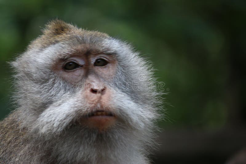 Closeup of a Furry Macaque Monkey Looking at the Camera Stock Photo ...