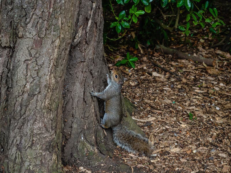 Closeup of a Furry Squirrel Climbing Up the Tree Trunk Stock Image ...
