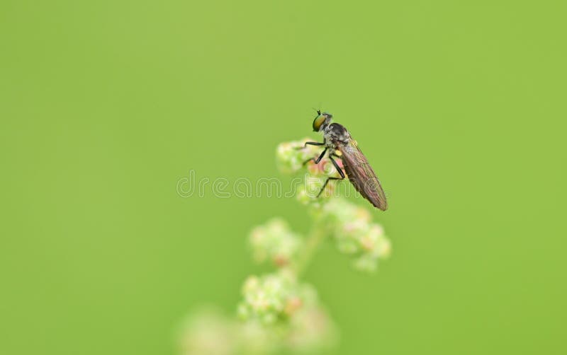 Closeup of a Gadfly on a Plant in a Green Field Stock Image - Image of ...