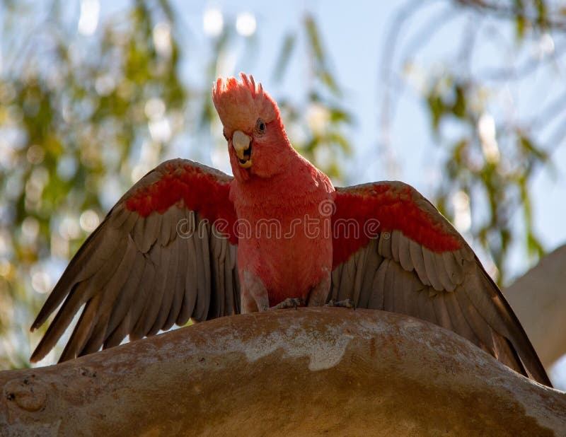 Closeup of a galah bird stock photo. Image of park, bird - 264486586
