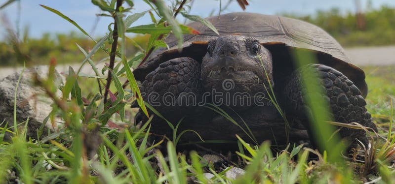 Closeup of the Galapagos Giant Tortoise, Chelonoidis Niger on the Grass ...