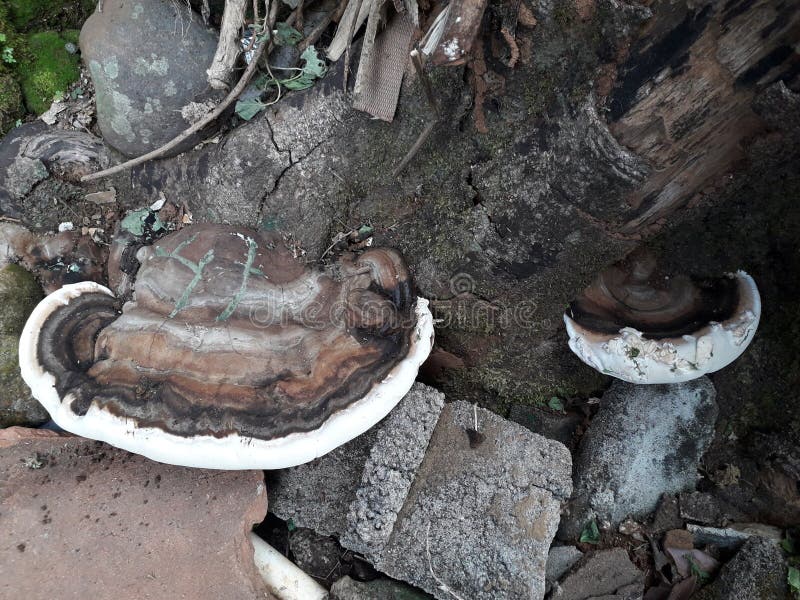 Closeup of the Ganoderma Applanatum Fungus or Bracket Fungus that Lives ...