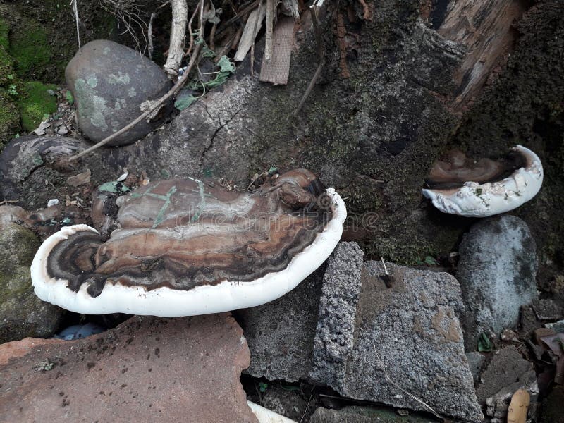 Closeup of the Ganoderma Applanatum Fungus or Bracket Fungus that Lives ...