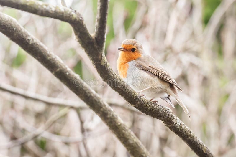 Robin on a branch stock image. Image of birds, nature - 116339405