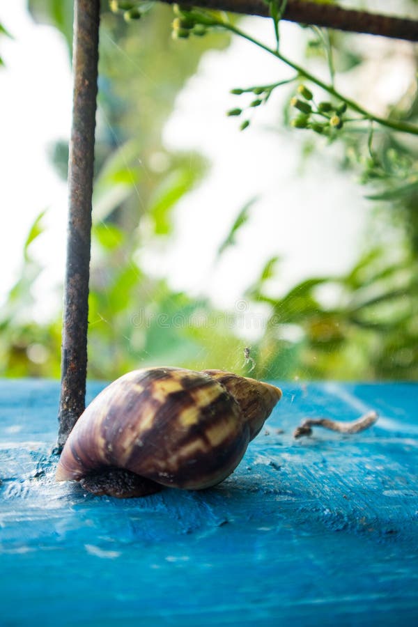 Closeup Garden Snail in Shell Crawling on Road Stock Photo - Image of ...