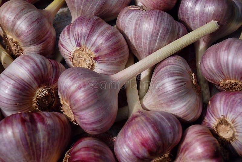Closeup Garlic Bulbs stock photo. Image of drying, nutrition - 10503904