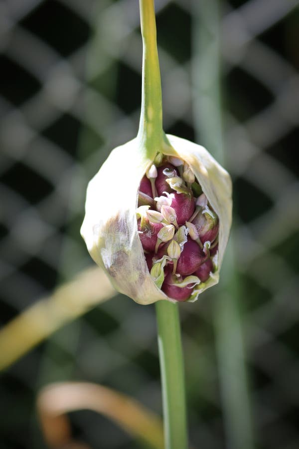Closeup of a Garlic Scape Flower Head Stock Image - Image of blossoms ...