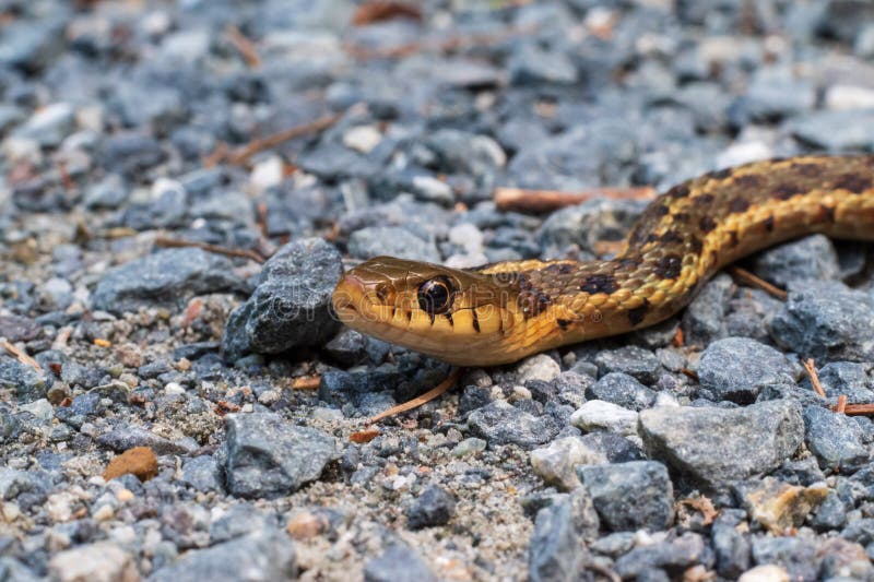 Closeup of a Garter Snake Crawling on the Pebbly Ground Stock Photo ...