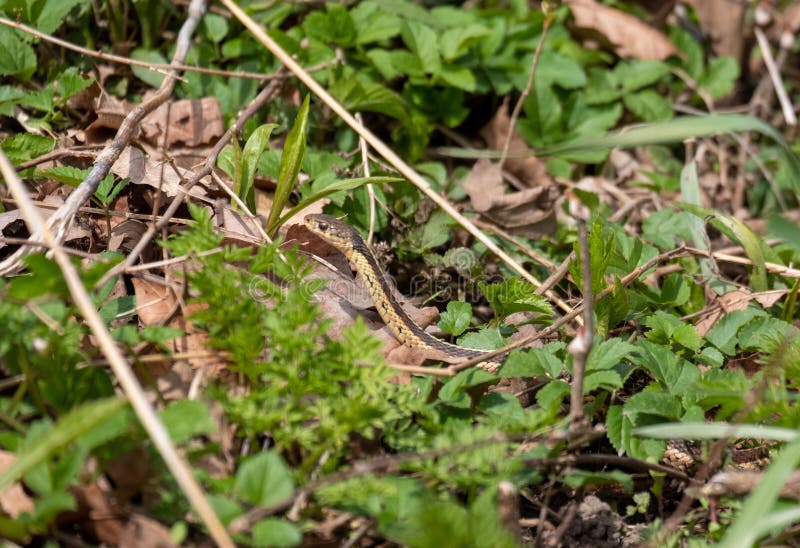 Closeup of a Garter Snake on the Ground Stock Photo - Image of habitat ...