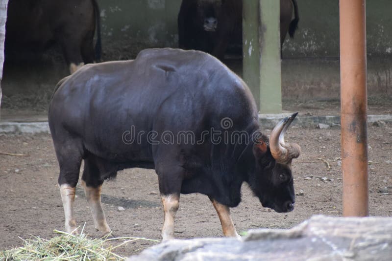Closeup of Gaur Bull Grazing Outdoors Stock Image - Image of wild ...