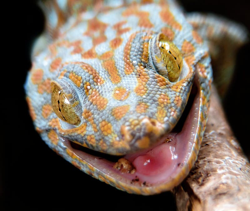 Closeup of a Gecko Lizard in Its Natural Environment Stock Photo ...