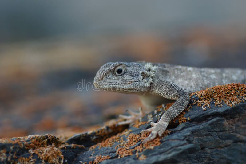 Closeup of a Gecko on a Rock in Morocco. Stock Photo - Image of rock ...