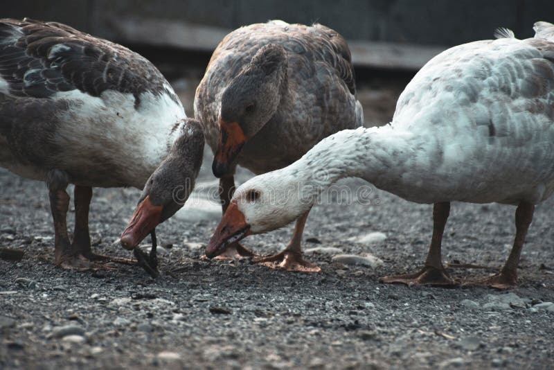 Closeup of Geese Looking for Food on the Ground Stock Photo - Image of ...