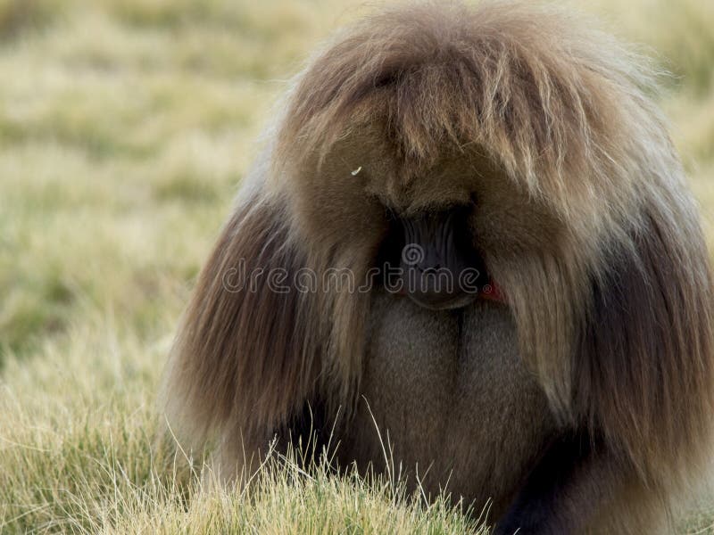 Closeup of Gelada Monkey Theropithecus Gelada Head Down Grazing Semien ...