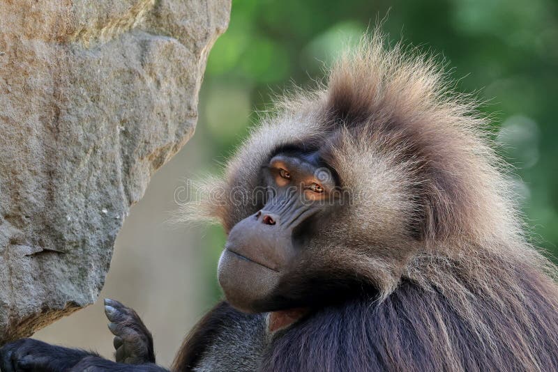 Closeup of Gelada Monkey Theropithecus Gelada Stock Image - Image of ...