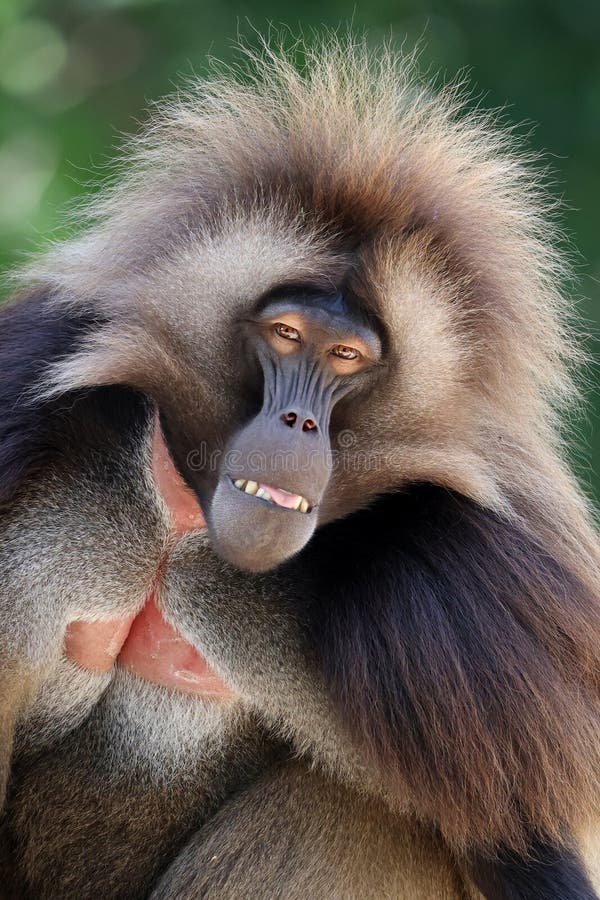 Closeup of Gelada Monkey Theropithecus Gelada Stock Image - Image of ...