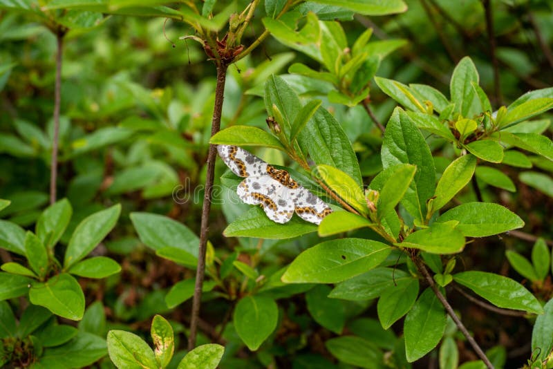 Closeup of a Geometer Moth on a Green Plant Stock Illustration ...