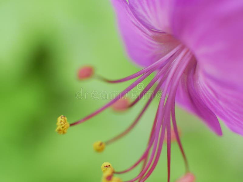 Closeup of Geranium Macrorrhizum, Bigroot Geranium Stamens. Stock Image ...