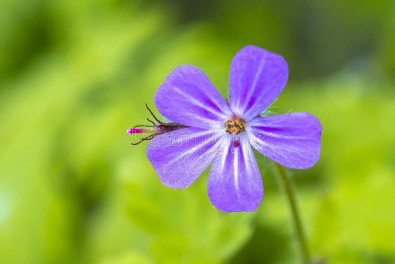 Closeup of Roberts Geranium, Geranium Robertianum Flowers Blooming ...