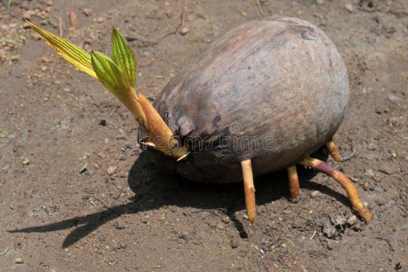 Closeup of a Germinating King Coconut with Growing First Leaf and ...