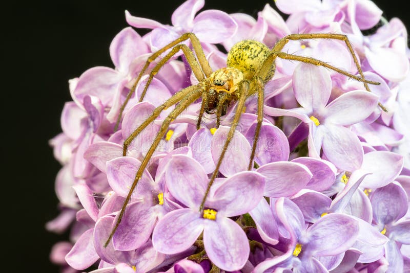 Closeup of a Giant Big Fat Spider on a Common Lilac Flower Stock Image ...