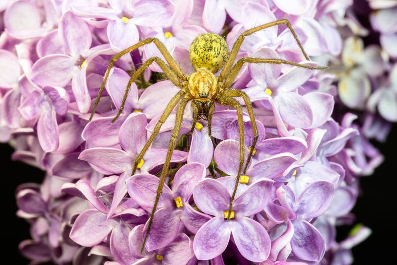 Closeup of a Giant Big Fat Spider on a Common Lilac Flower Stock Photo ...