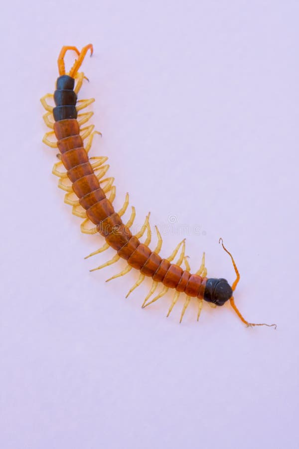 Closeup of a Giant Desert Centipede Stock Image - Image of colburn ...