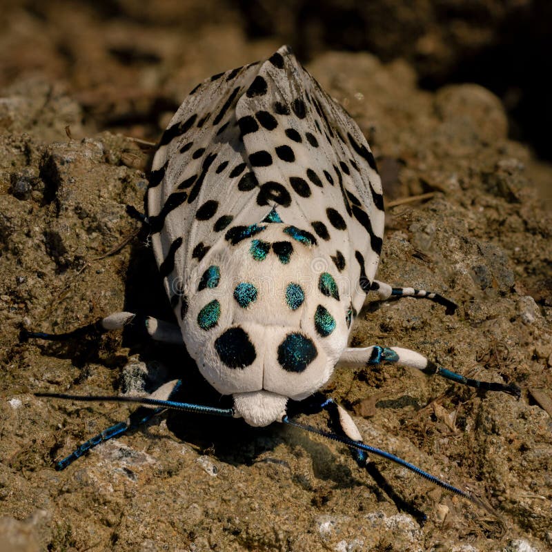 Closeup of Giant Leopard Moth Crawling on the Ground Stock Image ...