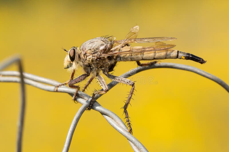Closeup of a Giant Robber Fly Stock Image - Image of grasshopper, large ...