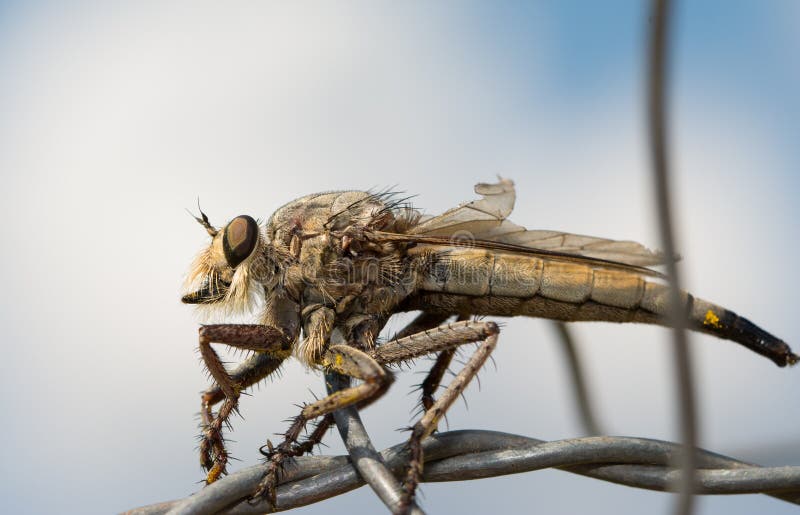 Closeup of a Giant Robber Fly Stock Photo - Image of giant, beautiful ...