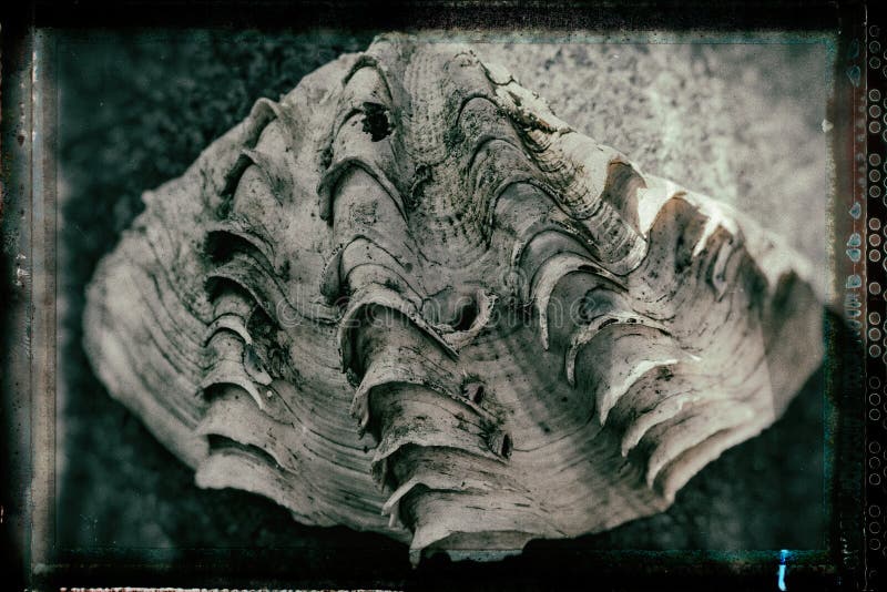 Giant Shell on the Beach in Balambangan Island, Kudat. Stock Photo ...
