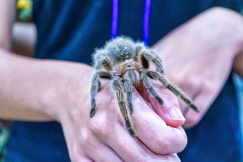 Closeup of a Giant Spider on Hand Stock Photo - Image of bite, widow ...