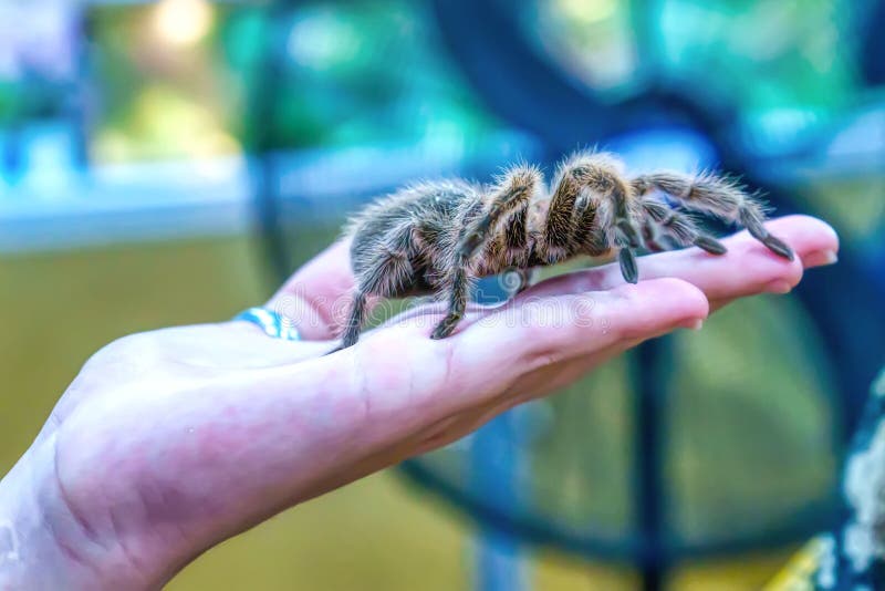 Closeup of a Giant Spider on Hand Stock Image - Image of deadly, spooky ...