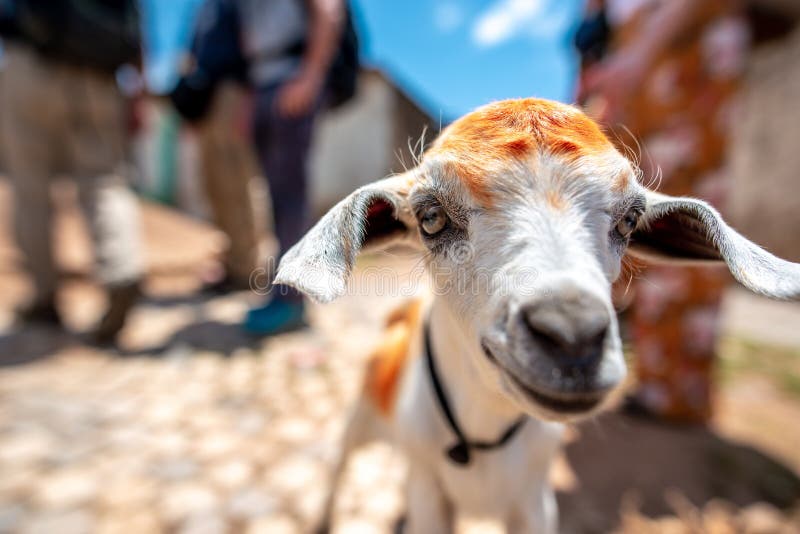 Closeup of a Ginger Baby Goat in the Market Stock Photo - Image of goat ...