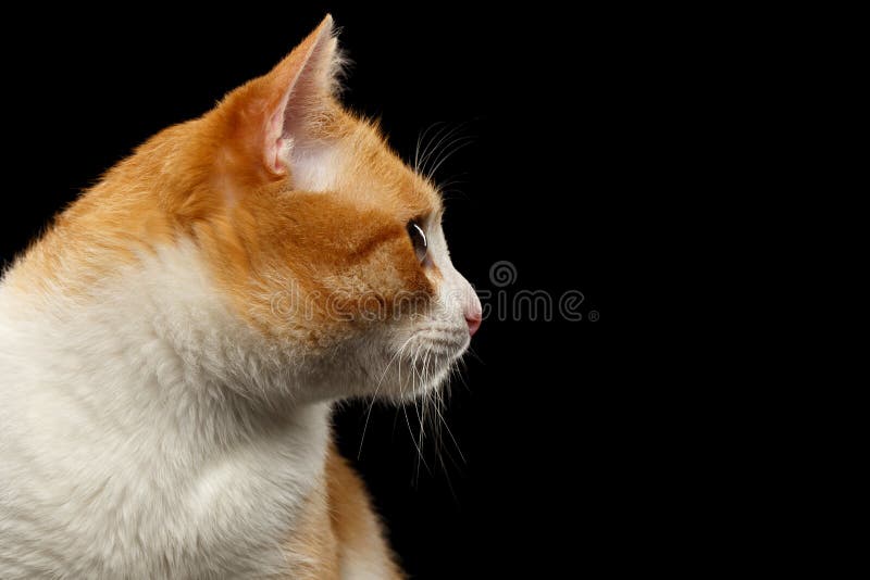 Ginger Cat with Profile Picture on Black Background Stock Image - Image of domestic, redhead ...