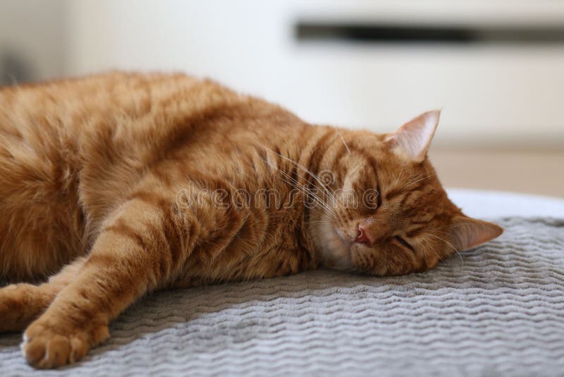 Closeup of a Ginger Cat Sleeping on the Bed Stock Image - Image of ...