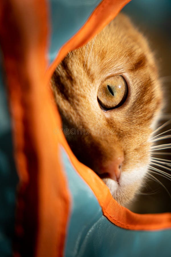 A Closeup of the Eye of a Ginger Cat Behind a Tent Stock Image - Image ...