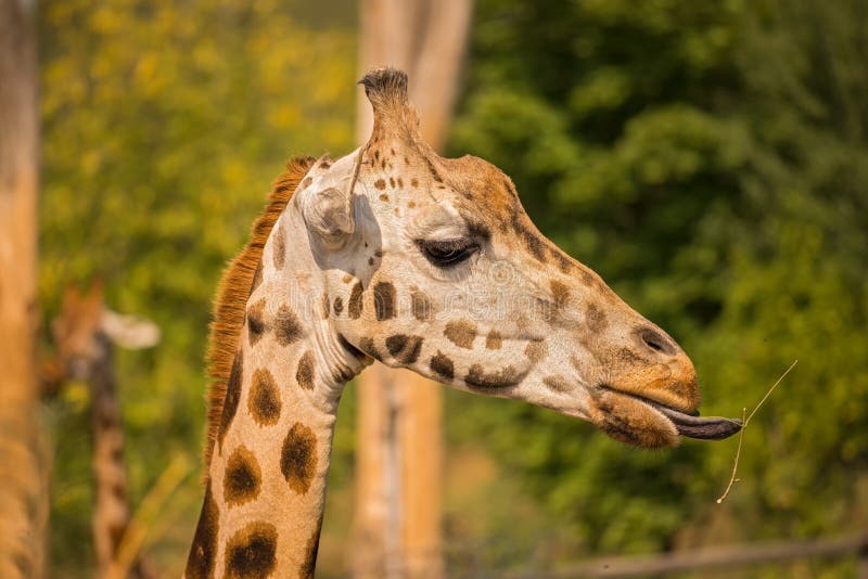 Closeup of a Giraffe Eating Grass Stock Photo - Image of camelopardalis ...