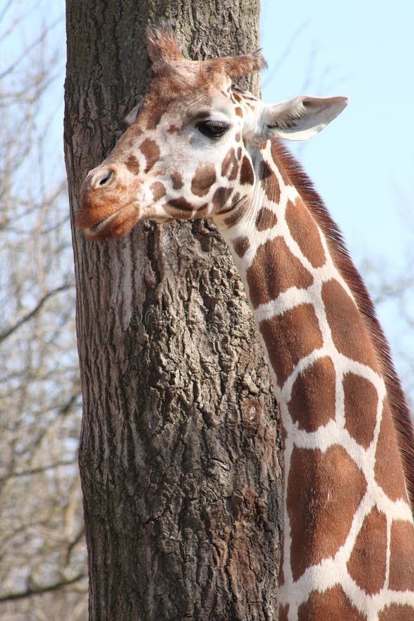 Giraffe Is On The Front. Top View Portrait Stock Photo - Image of long ...