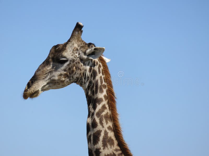 Closeup of Giraffe Head Profile in Botswana, Africa Stock Image - Image ...