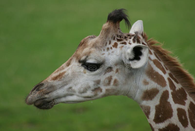 304 Giraffe Head Closeup Side Stock Photos - Free & Royalty-Free Stock ...