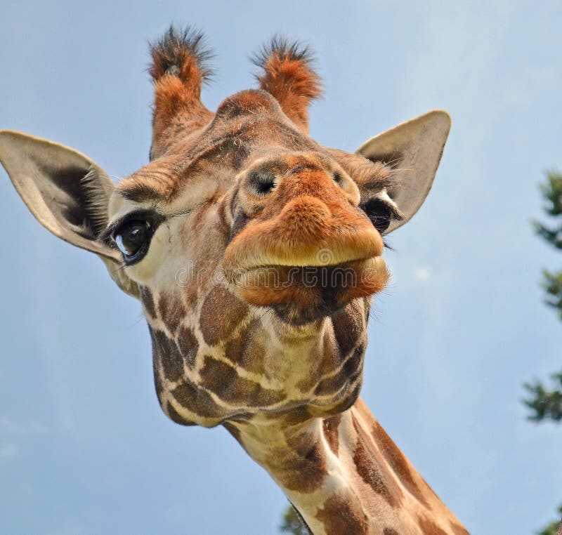 Quizzical Giraffe stock image. Image of conservation, neck - 5589815