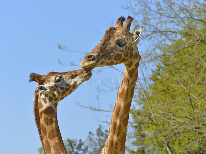 Giraffes Kissing Each Other Stock Image - Image of ruminant, horn ...
