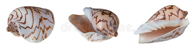 Thick Shell of Noble Volute Sea Snail Isolated on a White Background ...