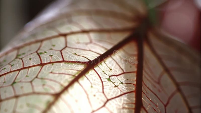 Closeup of Glowing Scifi Bioengineered Plant with Floating Spores Nature Environment Macro ...